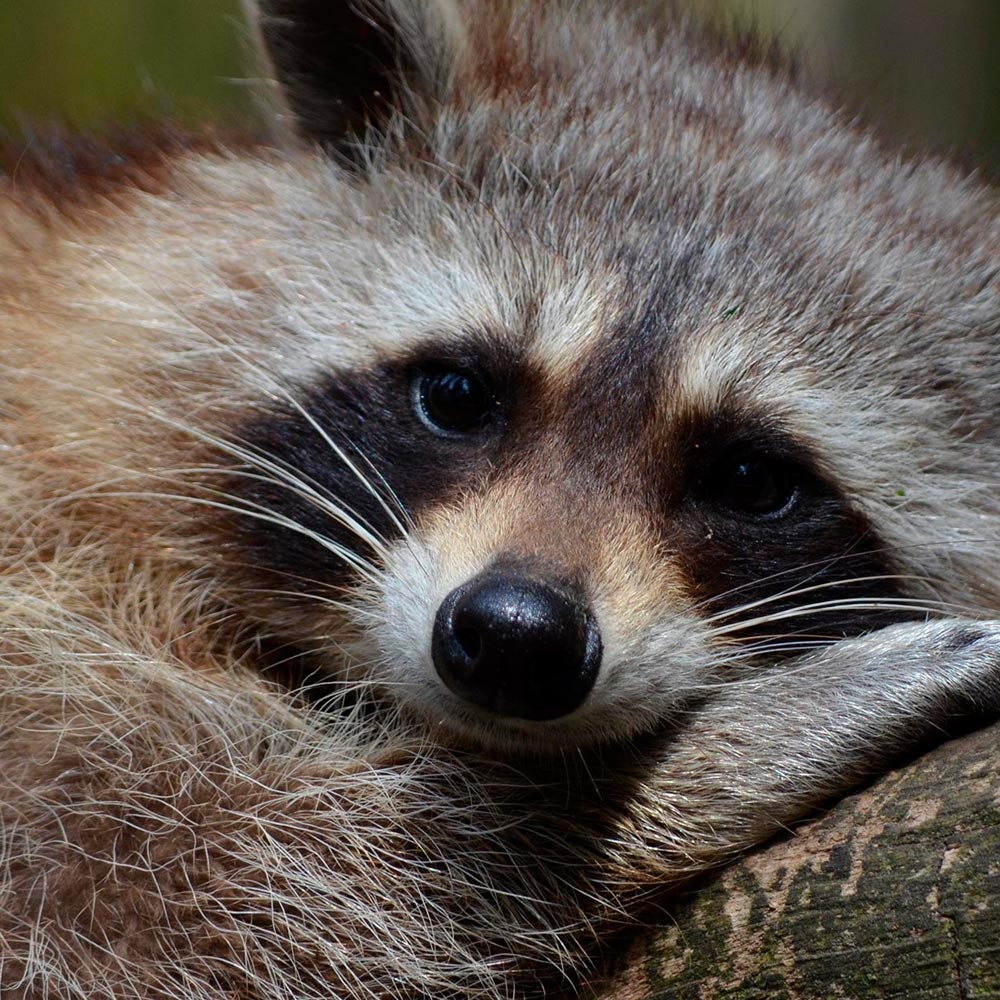 Wildlife Rehabilitation & Release - WRR-MN